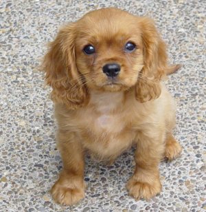 Little Cavalier King Charles Spaniels