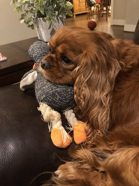Little Cavalier King Charles Spaniels