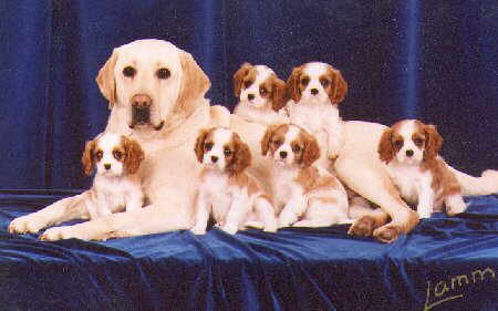 Little Cavalier King Charles Spaniels